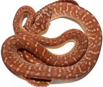 Inland Reptile - MorphMarket