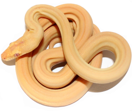 Female Albino Olive Python by Inland Reptile