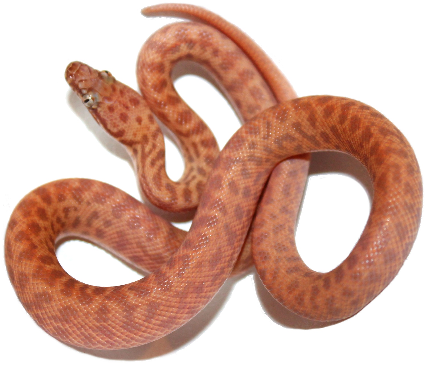 T+ Albino Childrens Python Children's Python by Inland Reptile ...