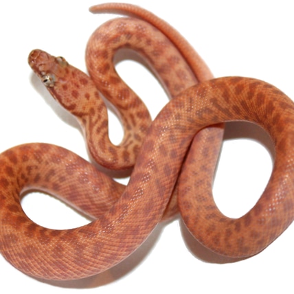 Inland Reptile - MorphMarket