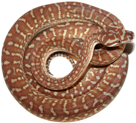 Full Blood Hypo Stonewashed Centralian Carpet Python by Inland Reptile