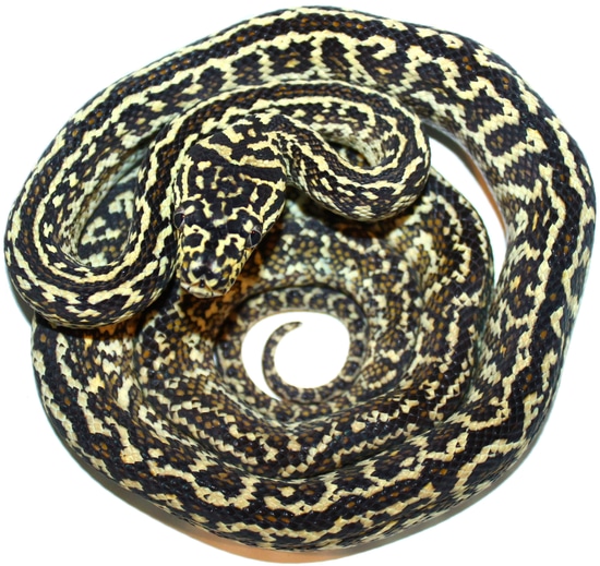 Striped Pure Jungle Zebra Jungle Carpet Python by Inland Reptile