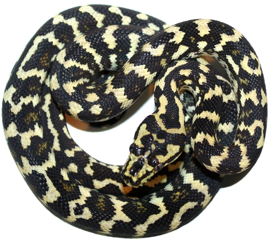 Male Pure Jungle Jungle Carpet Python by Inland Reptile