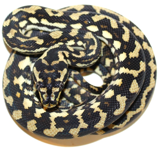 Male Pure Jungle Jungle Carpet Python by Inland Reptile