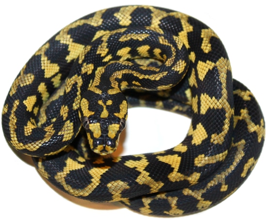 Male Pure Jungle Jungle Carpet Python by Inland Reptile