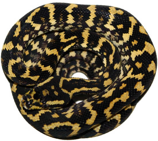 Male Pure Jungle. Jungle Carpet Python by Inland Reptile