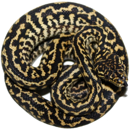 Female Pure Jungle Zebra Jungle Carpet Python by Inland Reptile