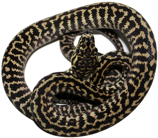 Male Pure Jungle Zebra. Jungle Carpet Python by Inland Reptile