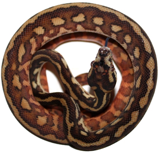 Female Pure Darwin Tiger, 66% Het Albino Darwin Carpet Python by Inland ...