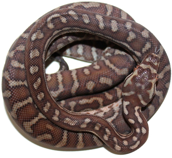 Wild Type Bredli Centralian Carpet Python by Inland Reptile