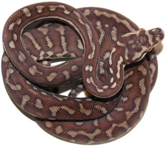 Female Normal Bredls Python Centralian Carpet Python by Inland Reptile