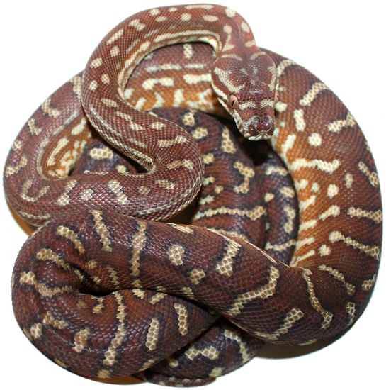 50% Hypo Bredli 66% Het Stripe Centralian Carpet Python by Inland Reptile