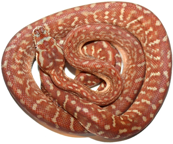 Full Blood Hypo Stonewashed Centralian Carpet Python by Inland Reptile