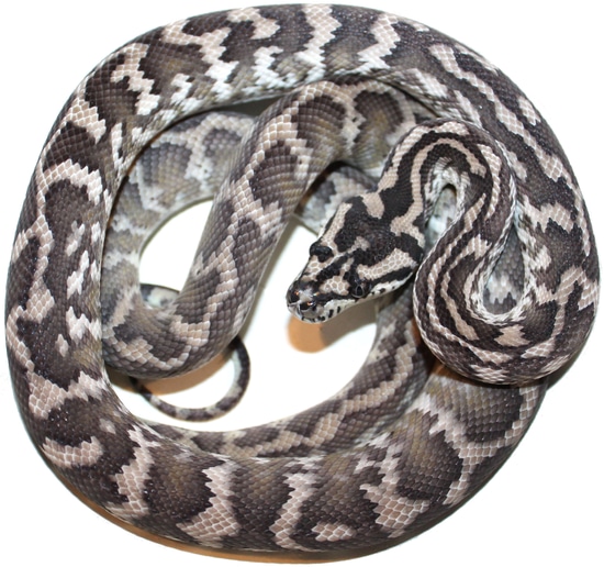 Pure Papuan Axanthic 100% Het Granite Irian Jaya Carpet Python by ...