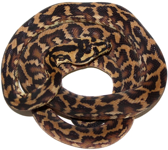100% Double Het Axanthic/Granite Female Irian Jaya Carpet Python by ...