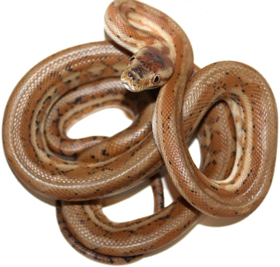 Female True Hypo Tiger Coastal Carpet Python by Inland Reptile