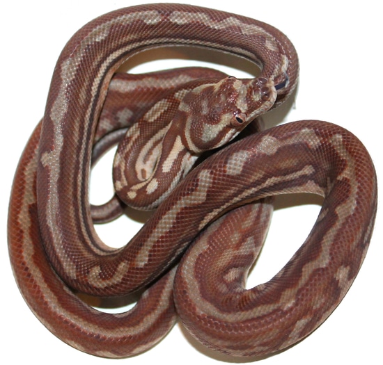 Hypo Genetic Stripe Bredli Centralian Carpet Python by Inland Reptile