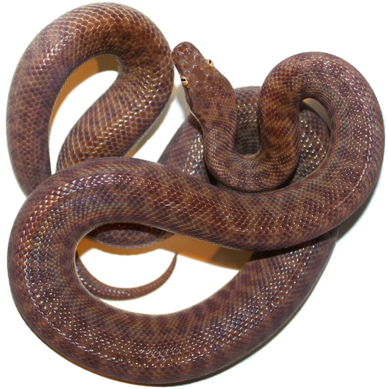 Young Adult Female Het T+Childrens Children's Python by Inland Reptile