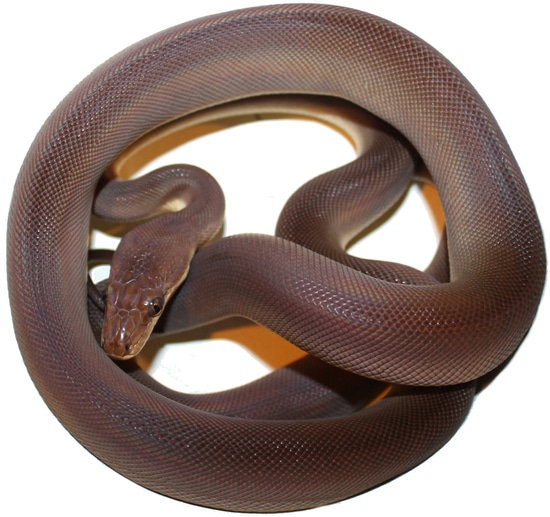 Heterozygous Albino Olive Python Female by Inland Reptile