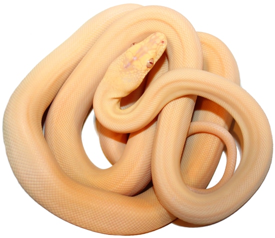 Female Albino Olive Python by Inland Reptile