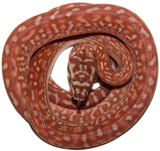 Female Full Blood Hypomelanistic Stonewashed Bredls Python. Centralian ...