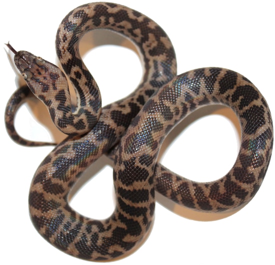 Female Real Cape York Spotted Python (A. M. Peninsularis) by Inland Reptile