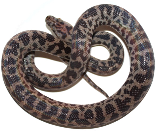 Real Cape York Spotted Python (A. M. Peninsularis) by Inland Reptile