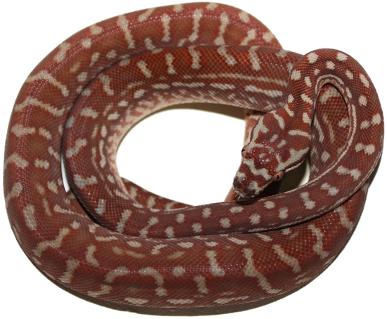 Full Blood Hypomelanistic 100% Het Stonewashed Bredls Python Centralian ...