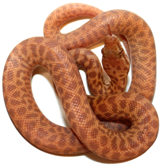 Female T+ Albino Childrens Python (European Line) Children's Python by ...
