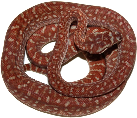 Female Full Blood Hypomelanistic Stonewashed Bredls Python. Centralian ...