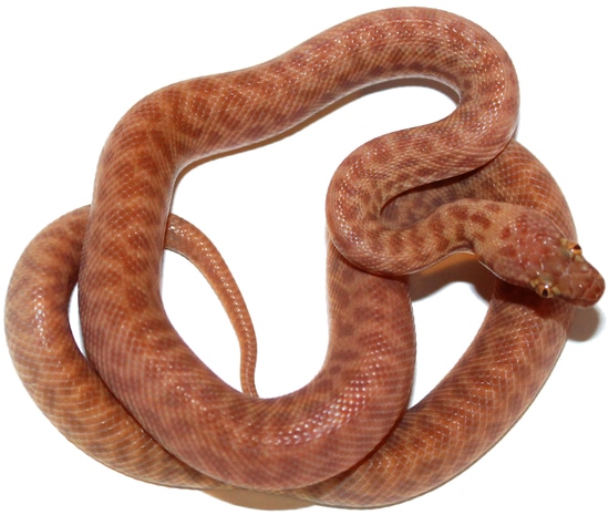 Female T+ Albino Childrens Python (European Line) Children's Python by ...