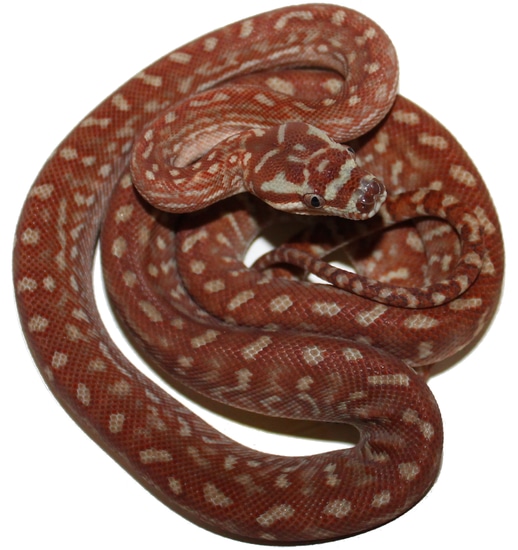 Female Full Blood Hypomelanistic Stonewashed Bredls Python. Centralian ...