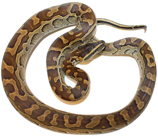 Female African Rock Rock Python by Inland Reptile