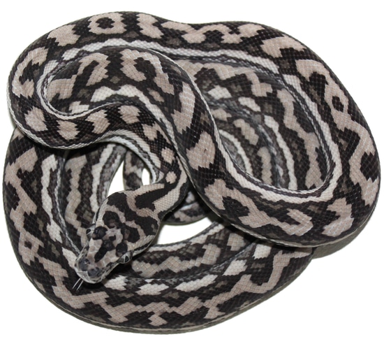 Female Coastal Axanthic Coastal Carpet Python by Inland Reptile