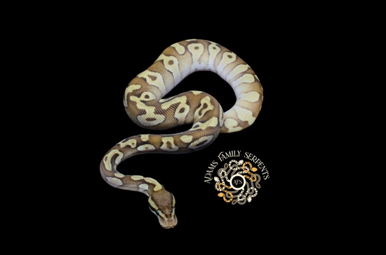 SALE BOGO50OFF Pastel Lesser Ball Python by Adams Family Serpents