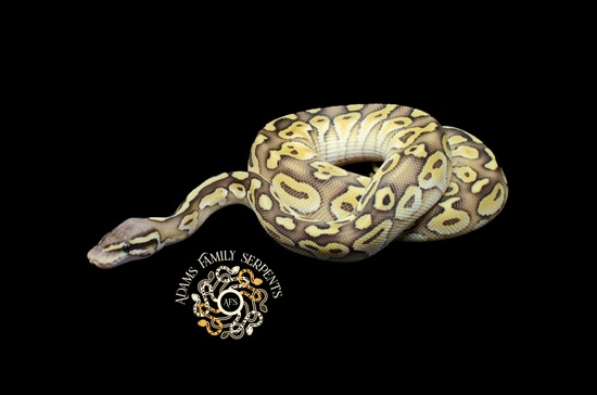 SALE BOGO50OFF Pastave Ball Python by Adams Family Serpents