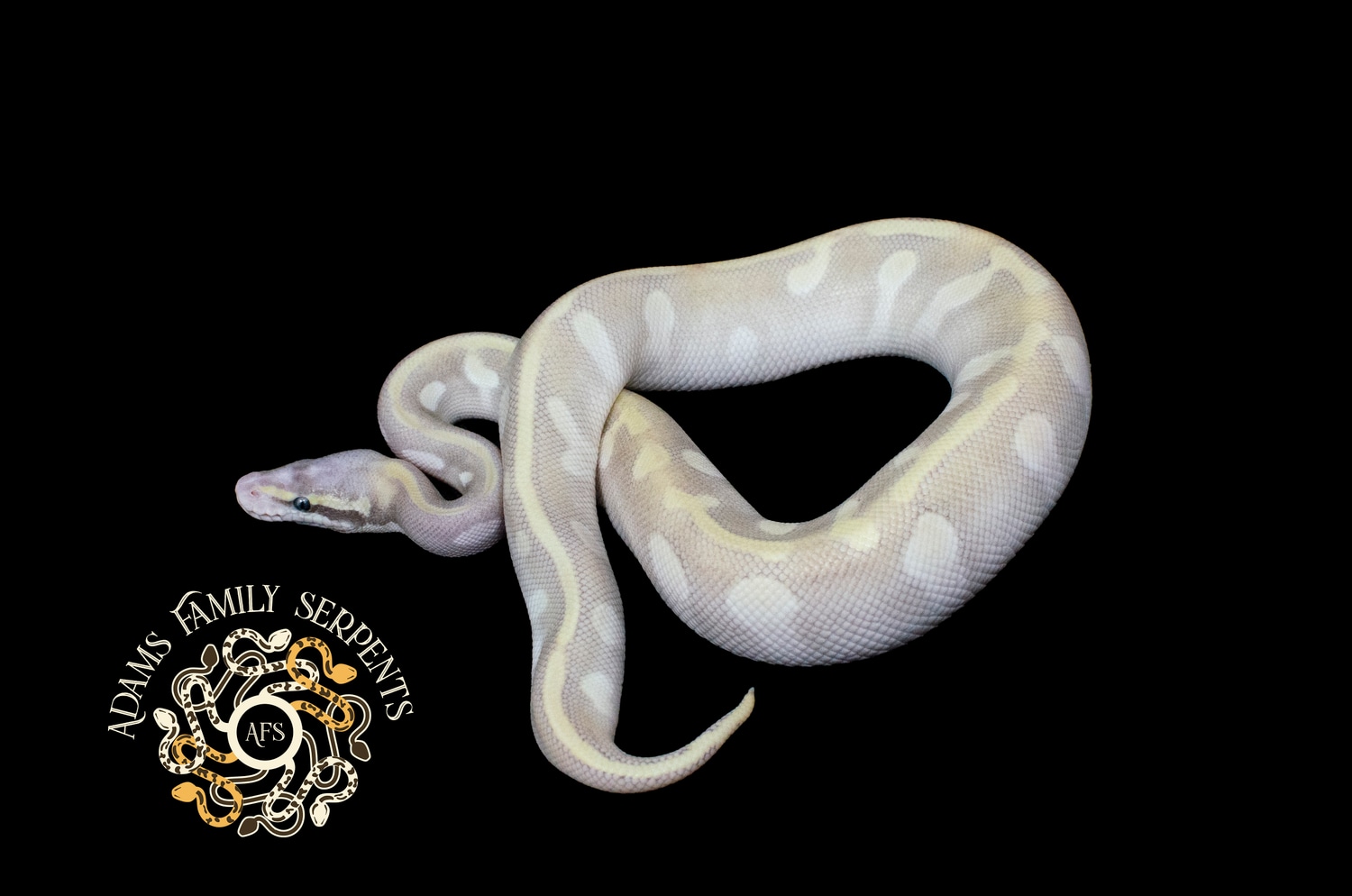 Mystic Potion Pastel Enchi Poss Fire Ball Python by Adams Family ...