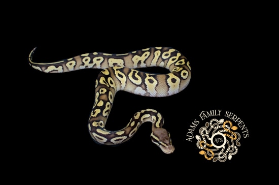 Mystic Pastel Ball Python by Adams Family Serpents