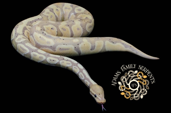 Banana Male Locking And Ready To Pair Ball Python by Adams Family Serpents