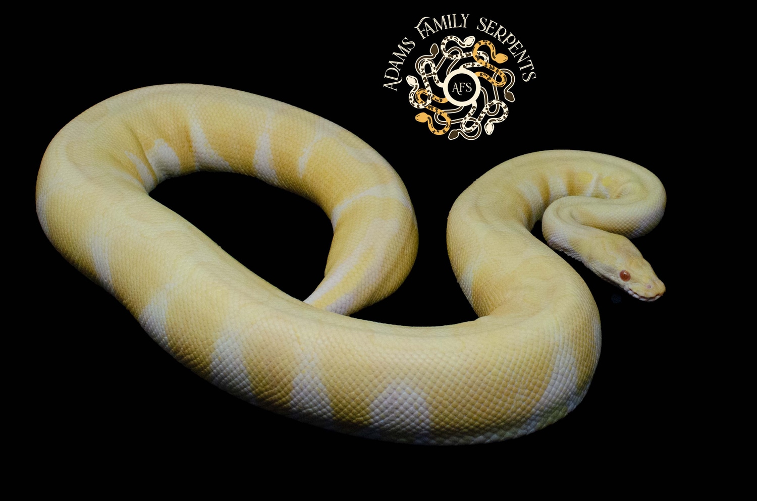 Albino Enchi Female - Nearly Ready To Breed Ball Python by Adams Family ...