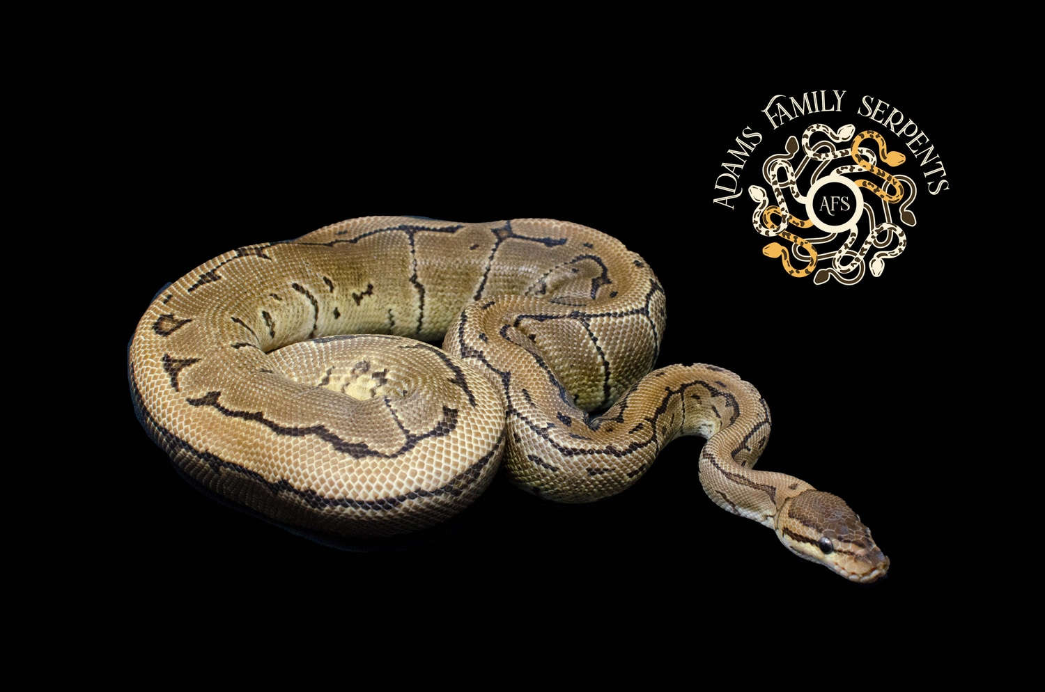 Pinstripe Het Pied Ball Python by Adams Family Serpents - MorphMarket