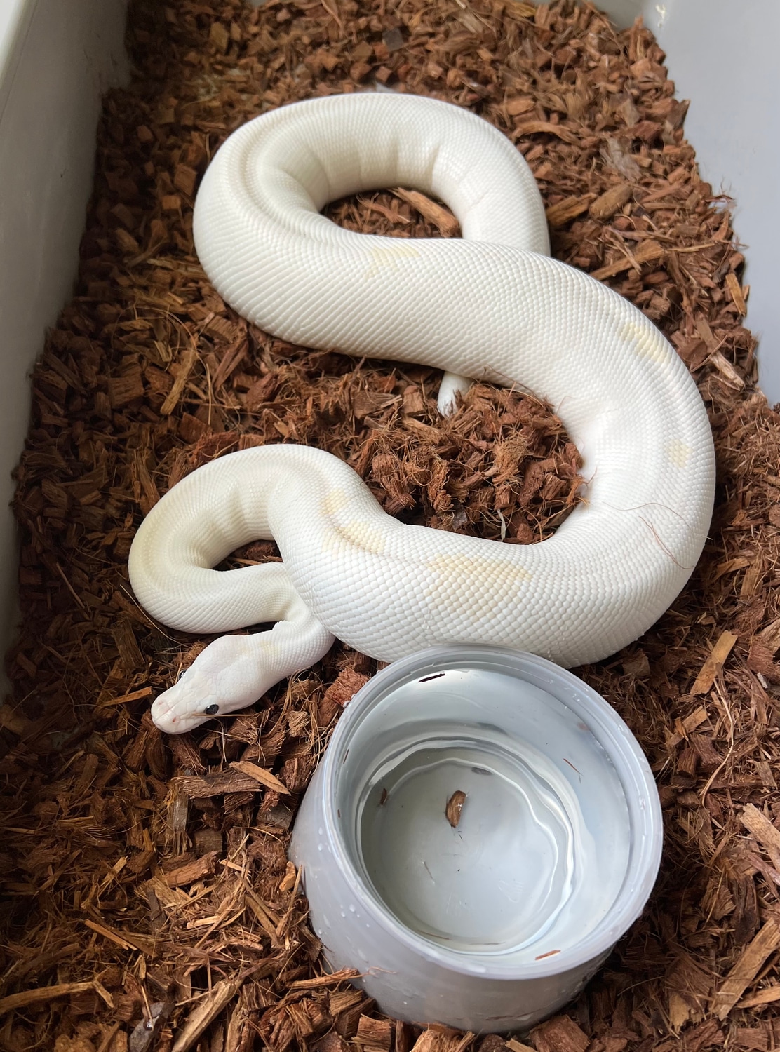 Super Fire Orange Dream Proven Breeder Female Ball Python by Adams ...