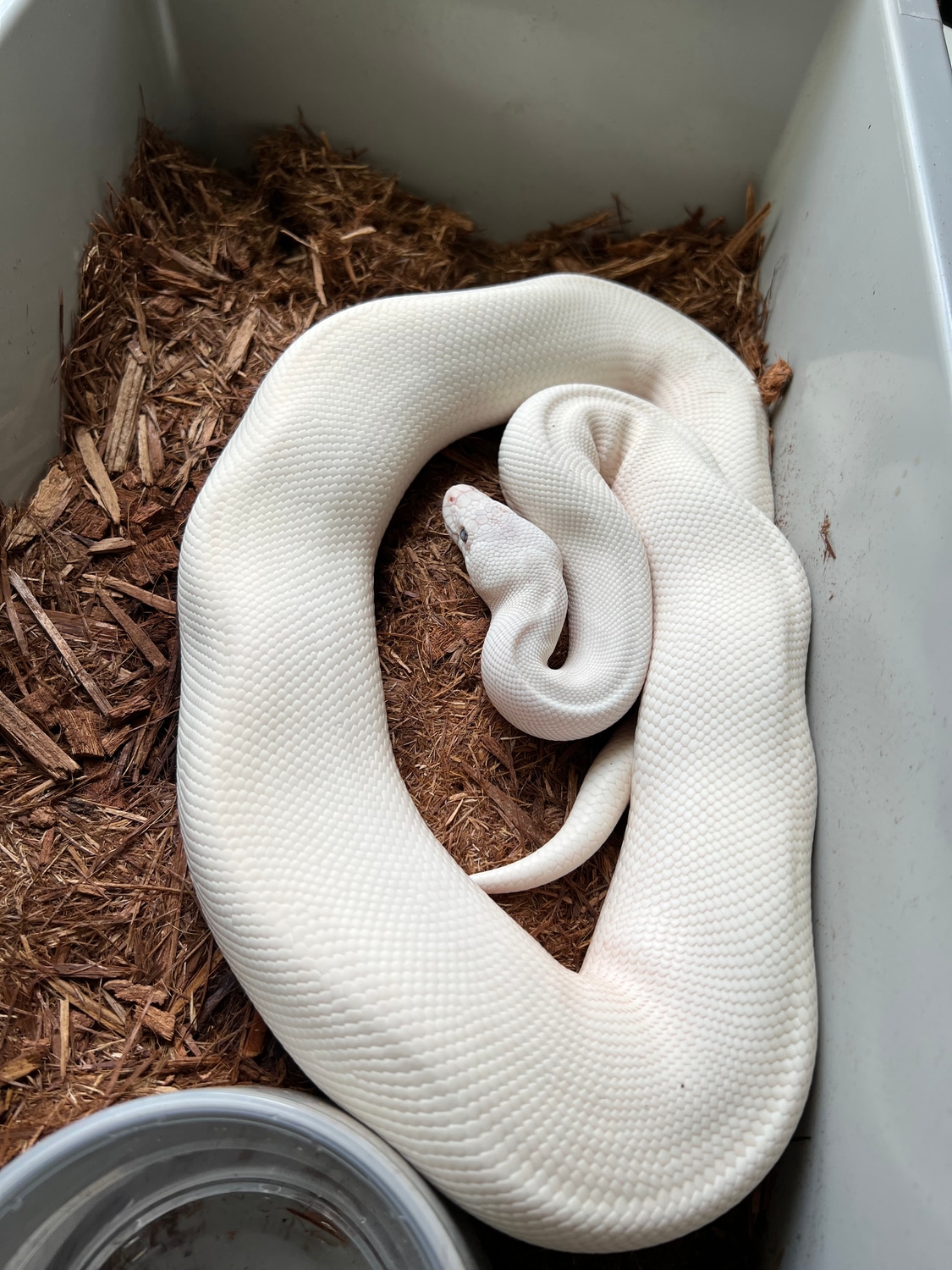 Mojave Lesser Proven Male Ball Python by Adams Family Serpents ...