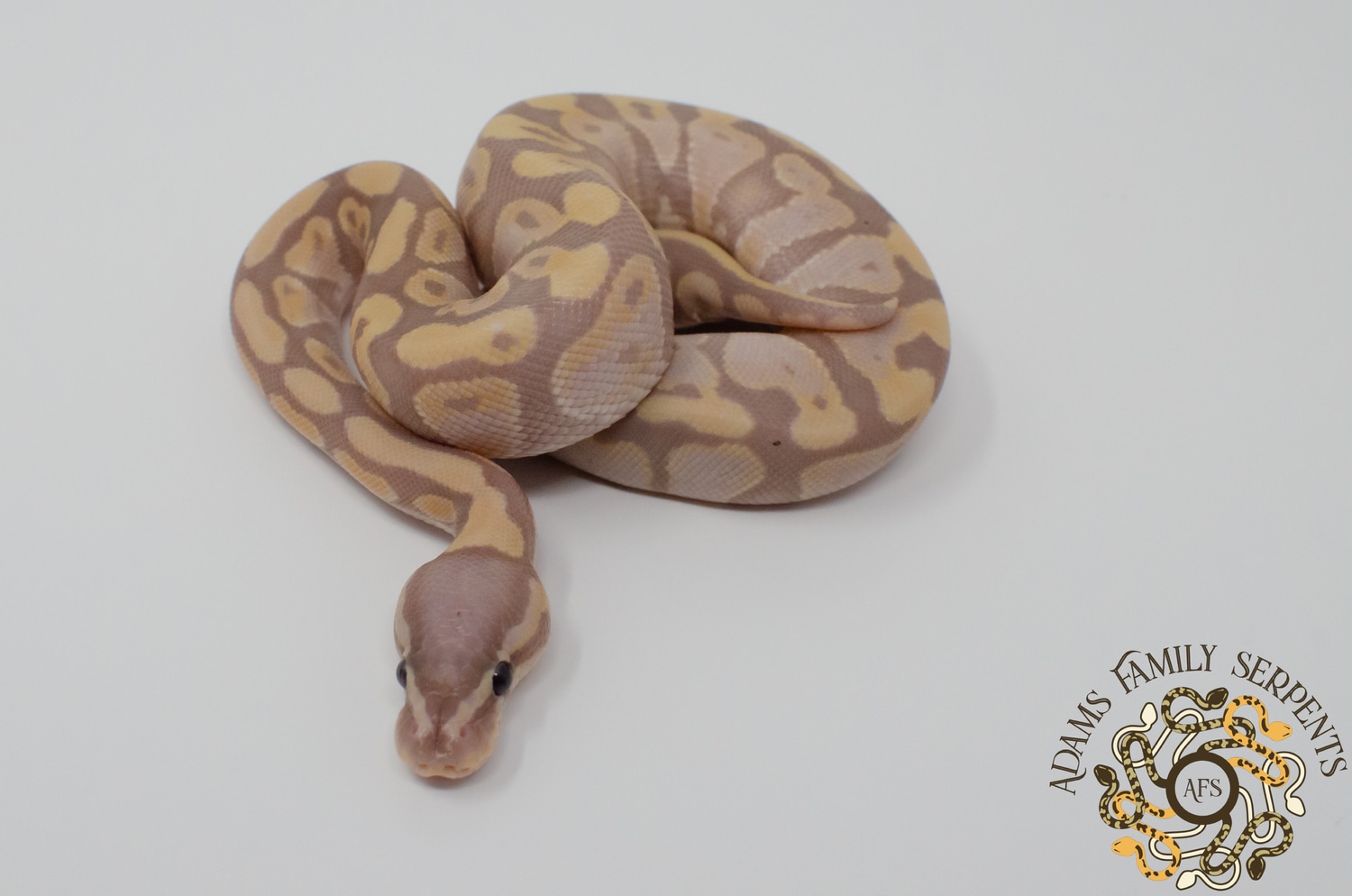Banana Male Ball Python by Adams Family Serpents - MorphMarket