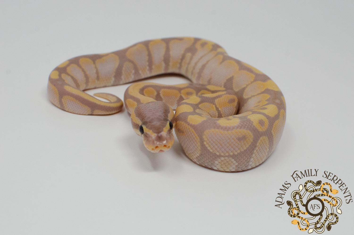 Banana Male 2022 Ball Python by Adams Family Serpents - MorphMarket