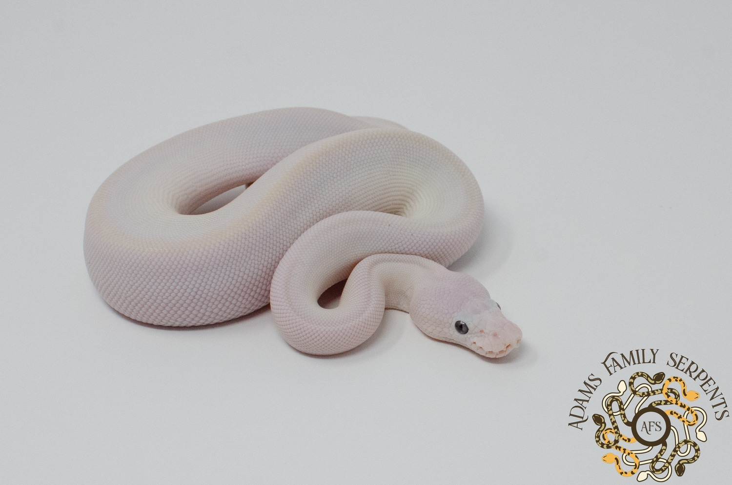 Banana Blue Eyed Lucy Mojave Lesser Ball Python by Adams Family Serpents - MorphMarket