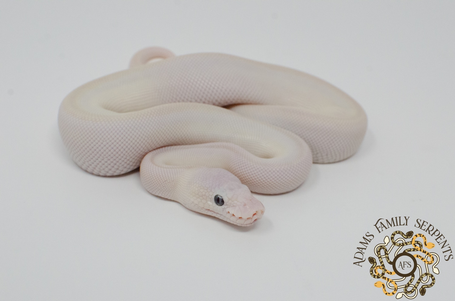 Blue Eyed Lucy Mojave Lesser Ball Python by Adams Family Serpents ...