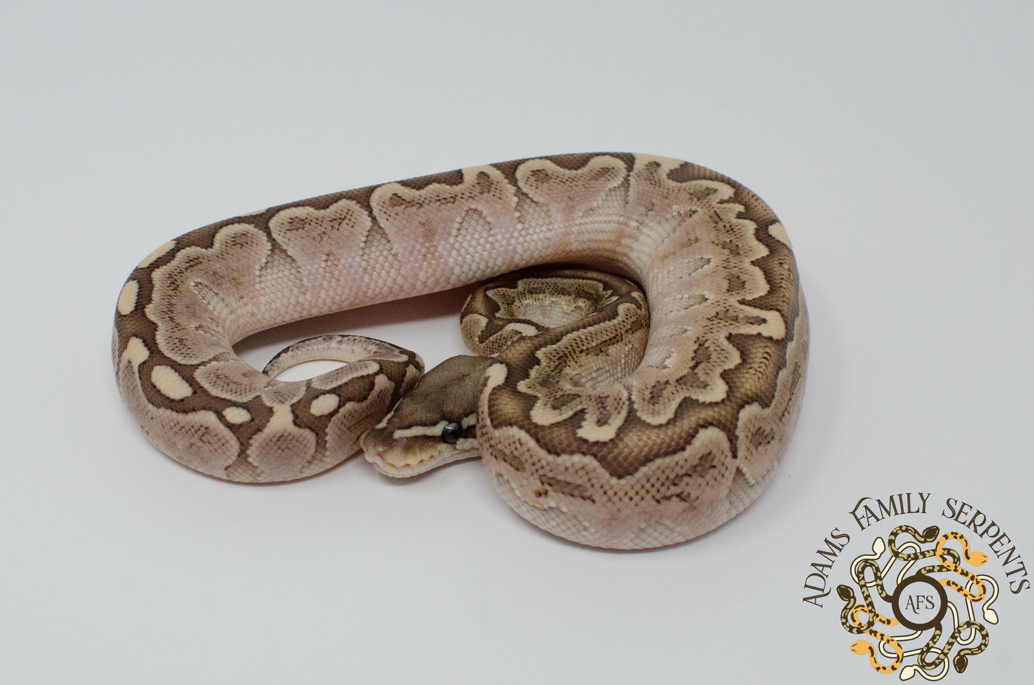 Bamboo 50% Het Hypo Ball Python by Adams Family Serpents - MorphMarket