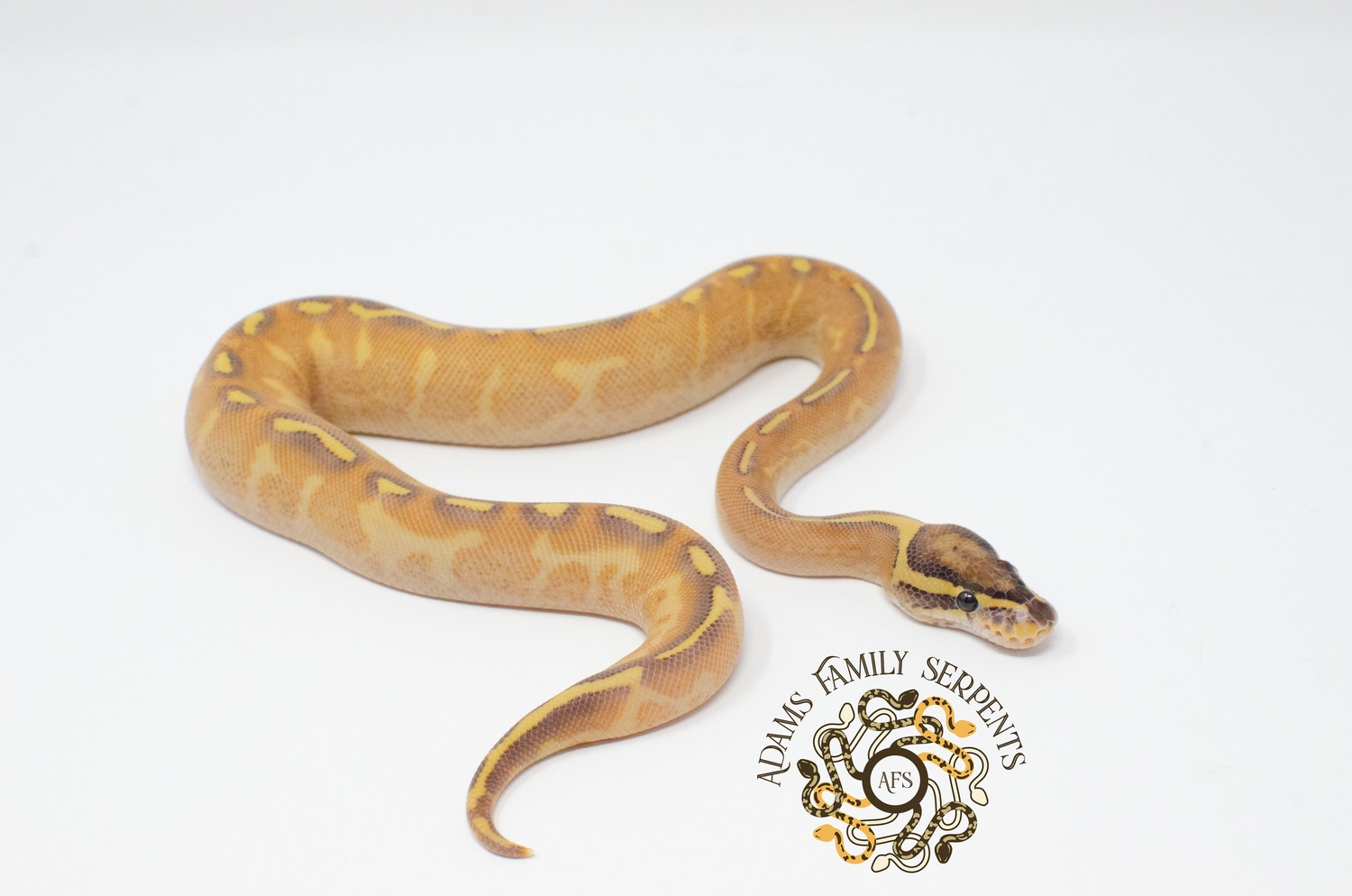 Enchi Highway 50% Het Hypo Male Ball Python by Adams Family Serpents ...
