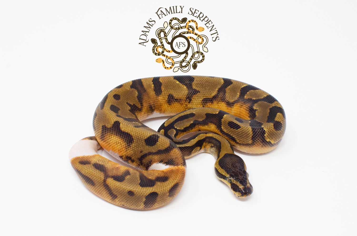 Enchi Pied Ball Python by Adams Family Serpents - MorphMarket